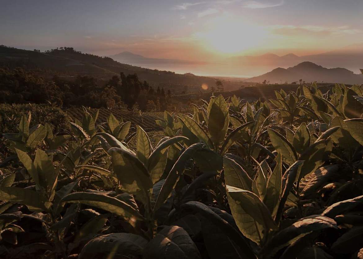 Blog: From Tobacco Seed to a Perfect Smoking Moment