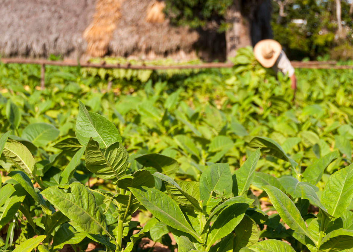 Blog: A Day on a Plantation: The Real Heroes Behind Excellent Tobacco