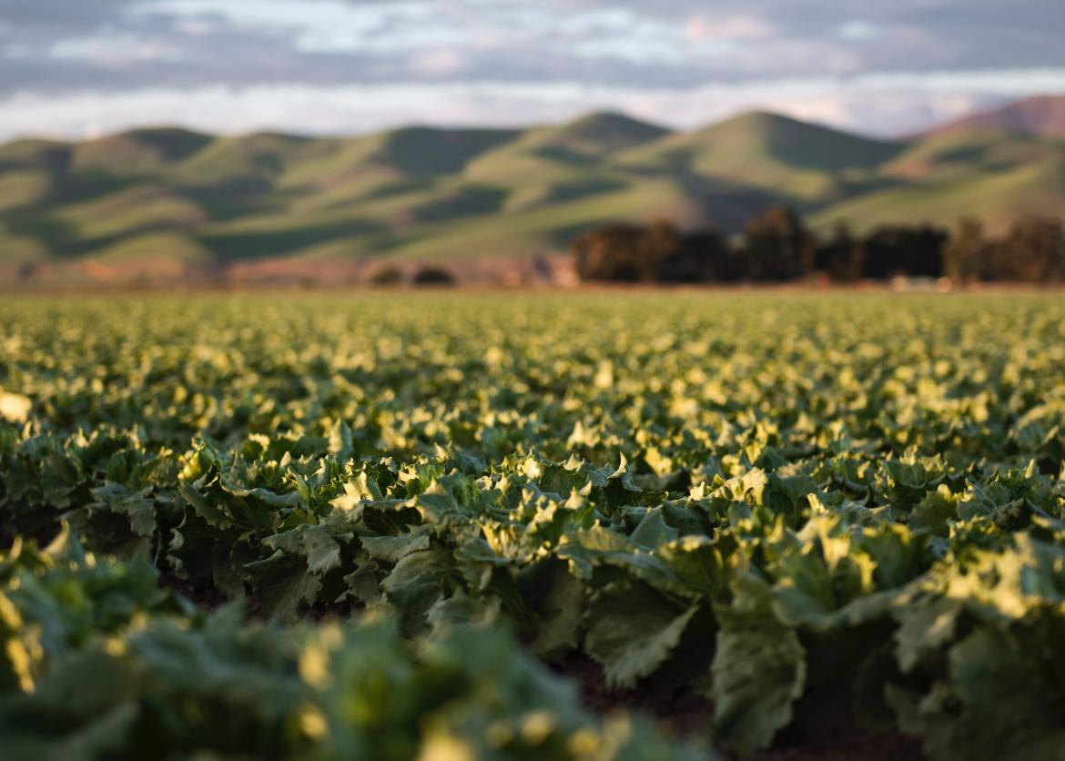 Blog: Anatomy of the Tobacco Plant